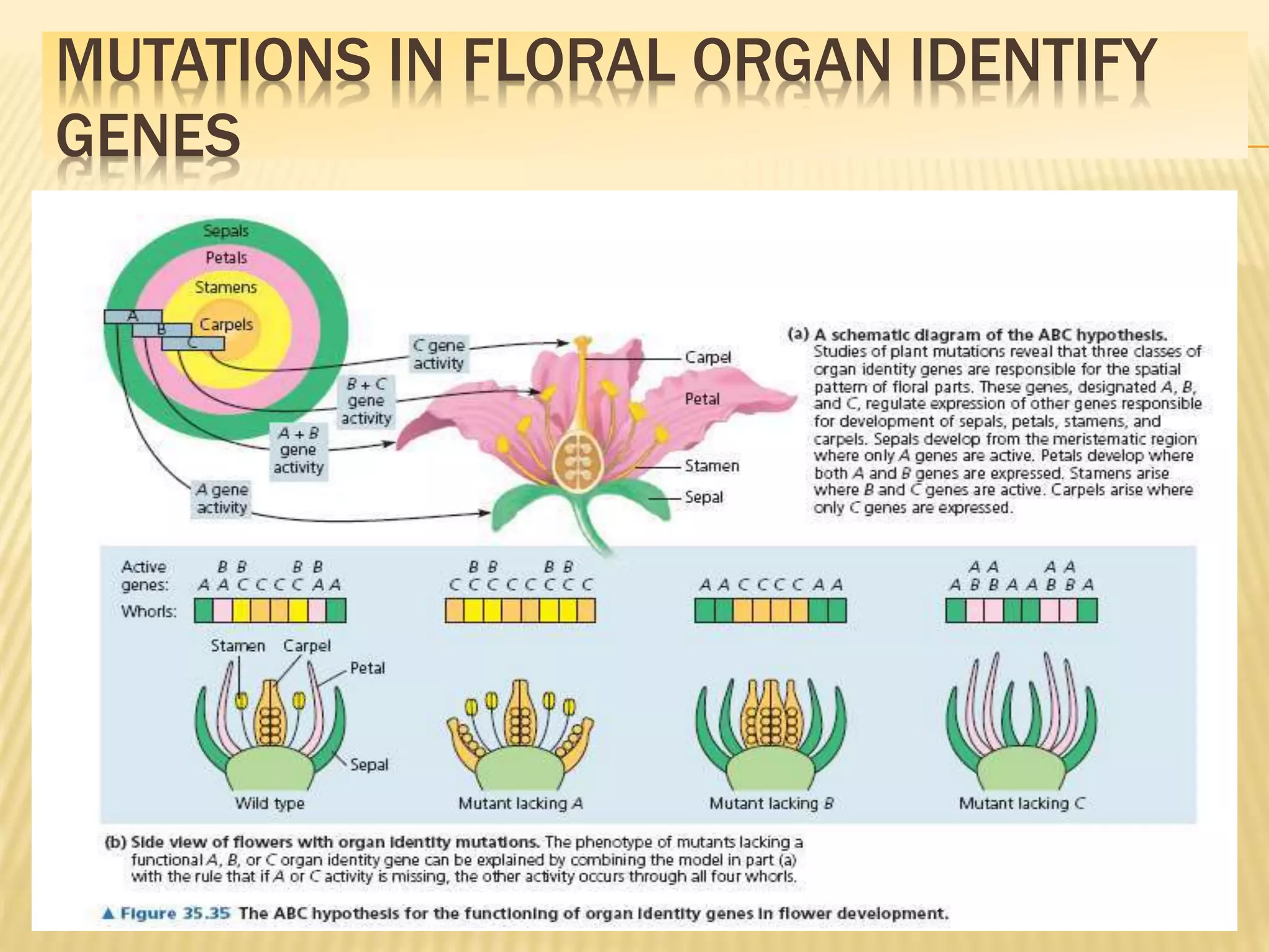 Flower development | PPTX