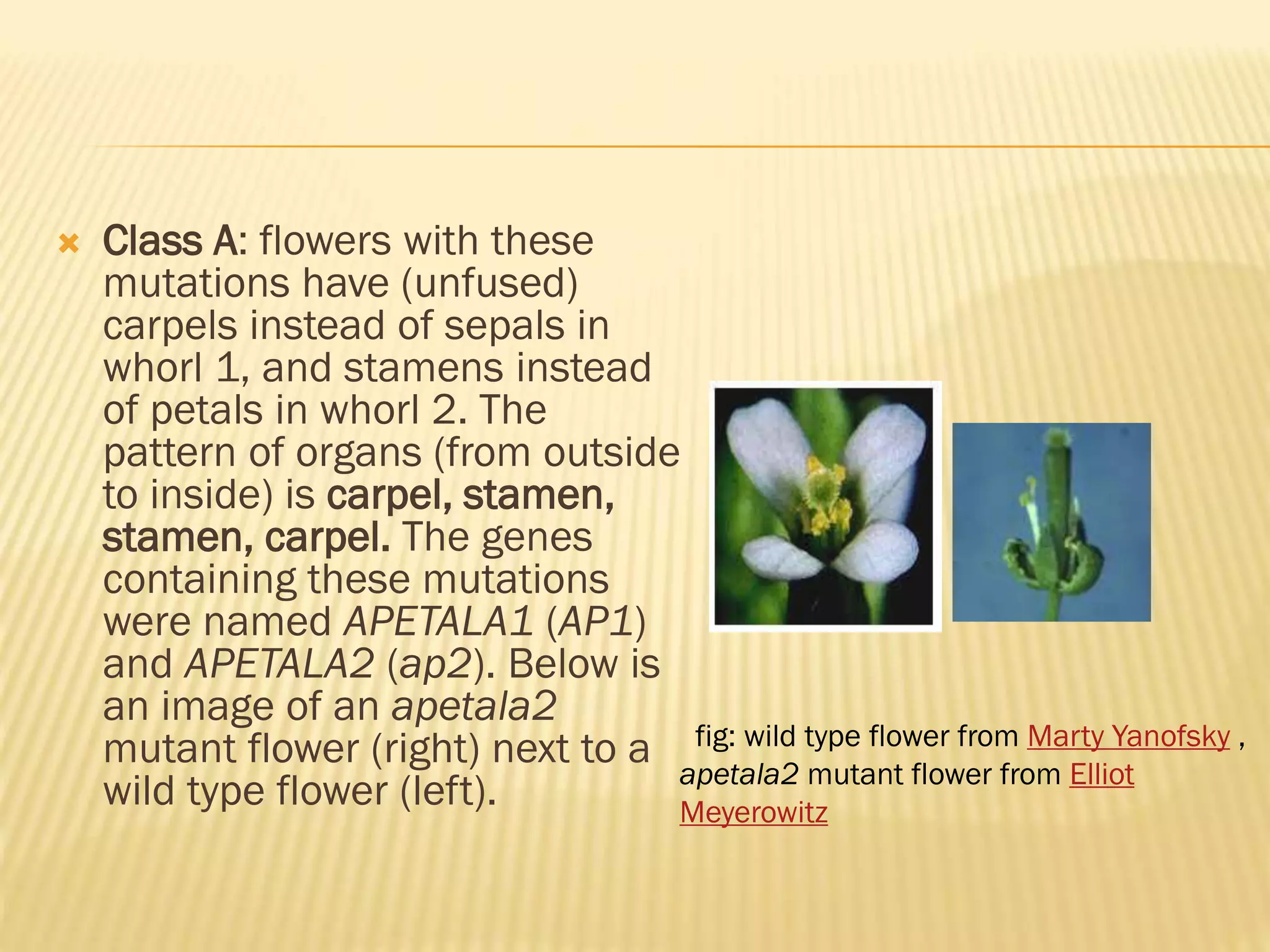 Flower development | PPTX