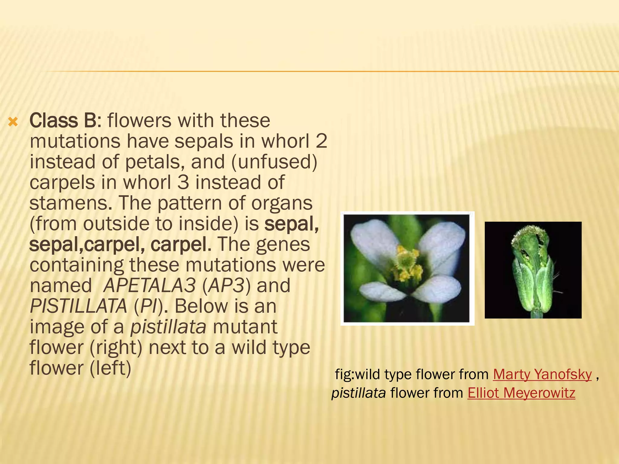 Flower development | PPTX