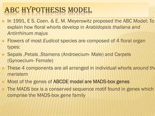 Flower development | PPTX