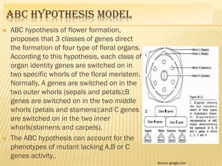 Flower development | PPTX