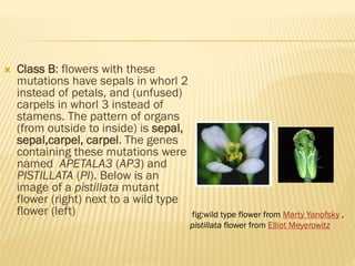 Flower development | PPTX