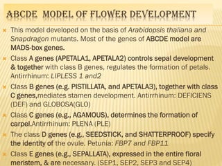 Flower development | PPTX