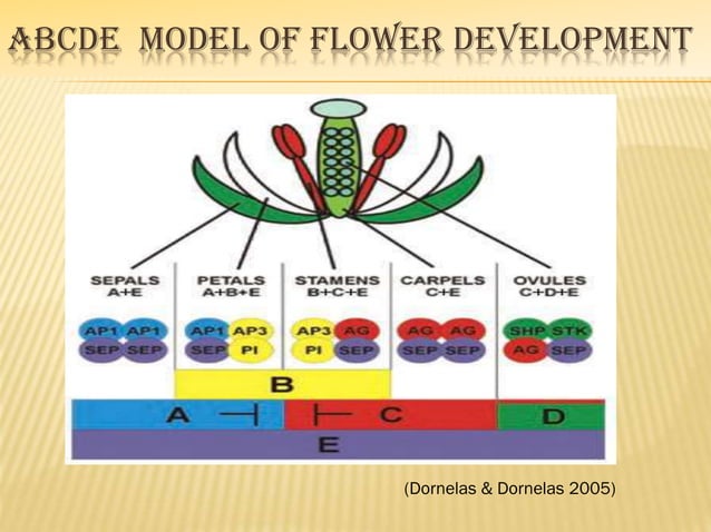 Flower development | PPTX | Gardening | Home & Garden