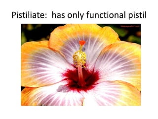 Flower Dissection.ppt