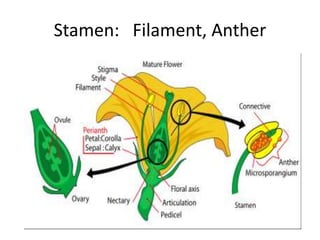 Flower Dissection.ppt