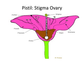 Flower Dissection.ppt