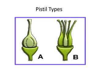 Flower Dissection.ppt