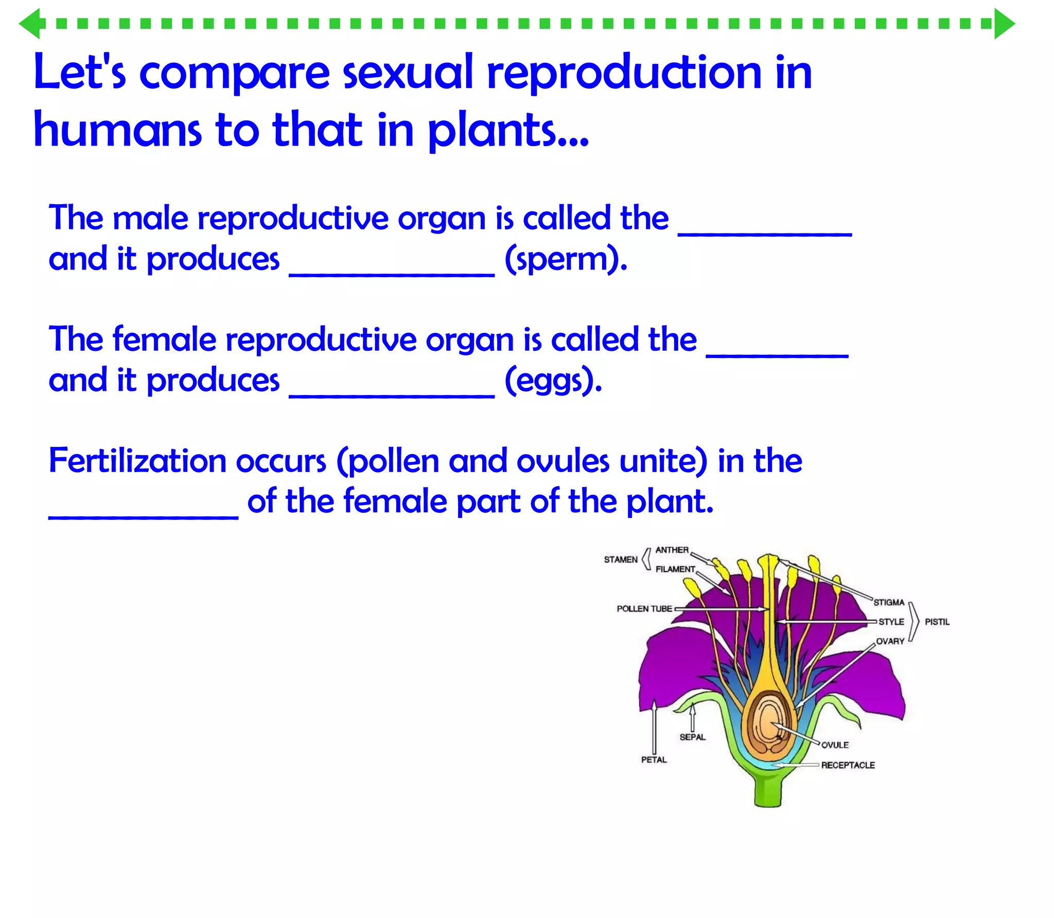 Flowerdissectionlab | PPT