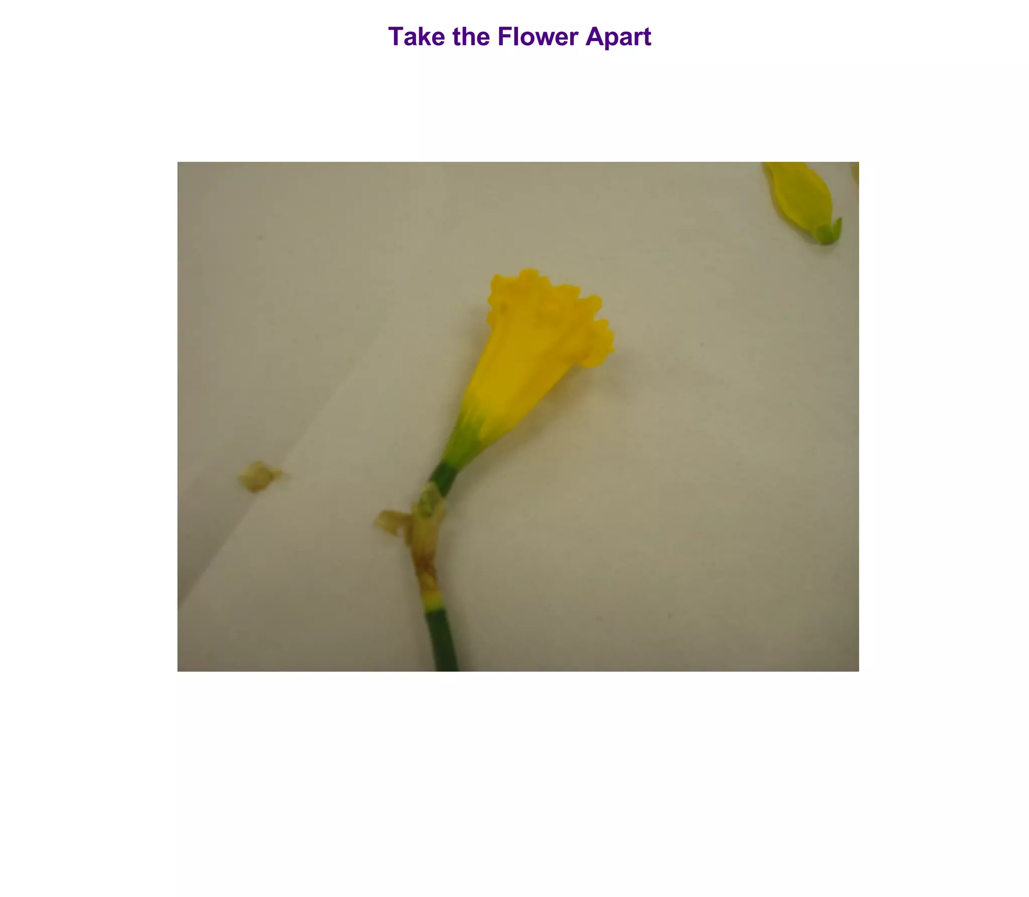 Flowerdissectionlab | PPT