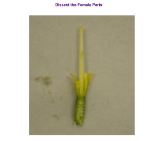 Flowerdissectionlab | PPT