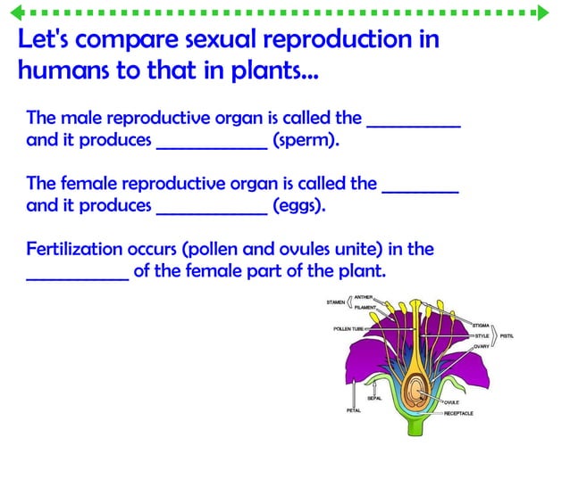Flowerdissectionlab | PPT