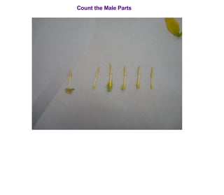 Flowerdissectionlab | PPT