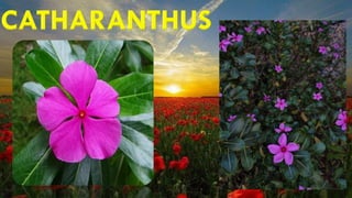 Flower Identification for Preschoolers.pdf