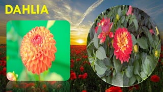 Flower Identification for Preschoolers.pdf | Daycare and Pre-School ...