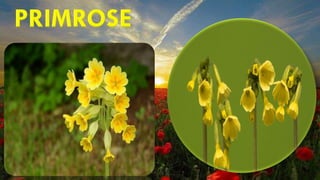 Flower Identification for Preschoolers.pdf | Daycare and Pre-School ...
