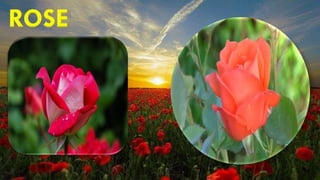 Flower Identification for Preschoolers.pdf | Daycare and Pre-School ...