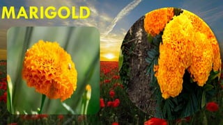 Flower Identification for Preschoolers.pdf | Daycare and Pre-School ...