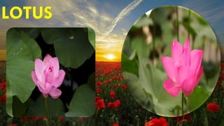 Flower Identification for Preschoolers.pdf | Daycare and Pre-School ...