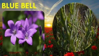Flower Identification for Preschoolers.pdf | Daycare and Pre-School ...