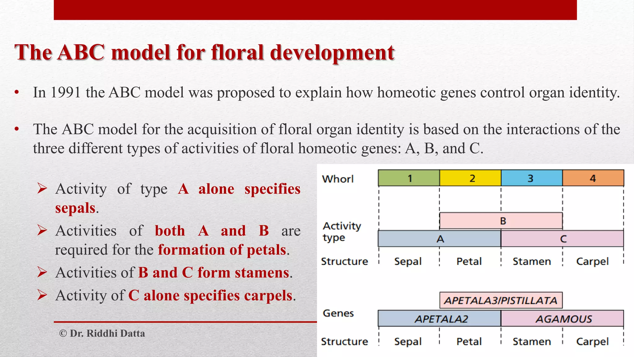Regulation of Floral Development | PDF