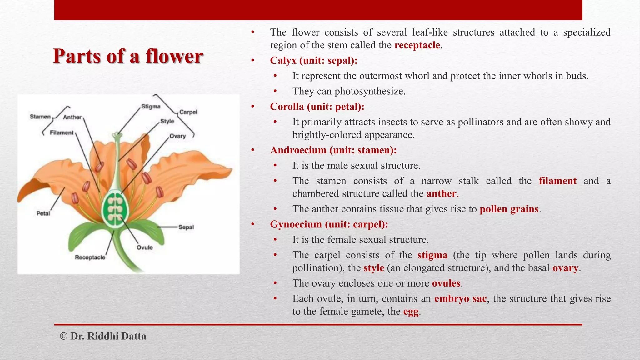 Regulation of Floral Development | PDF