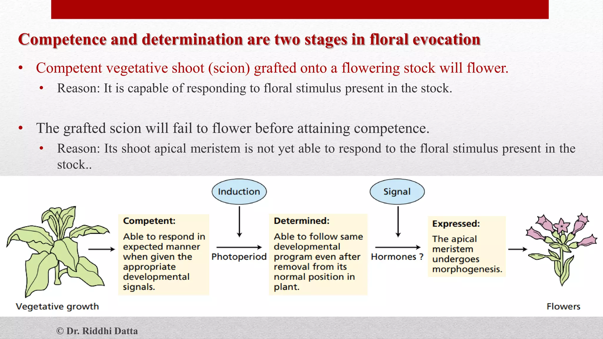 Regulation of Floral Development | PDF