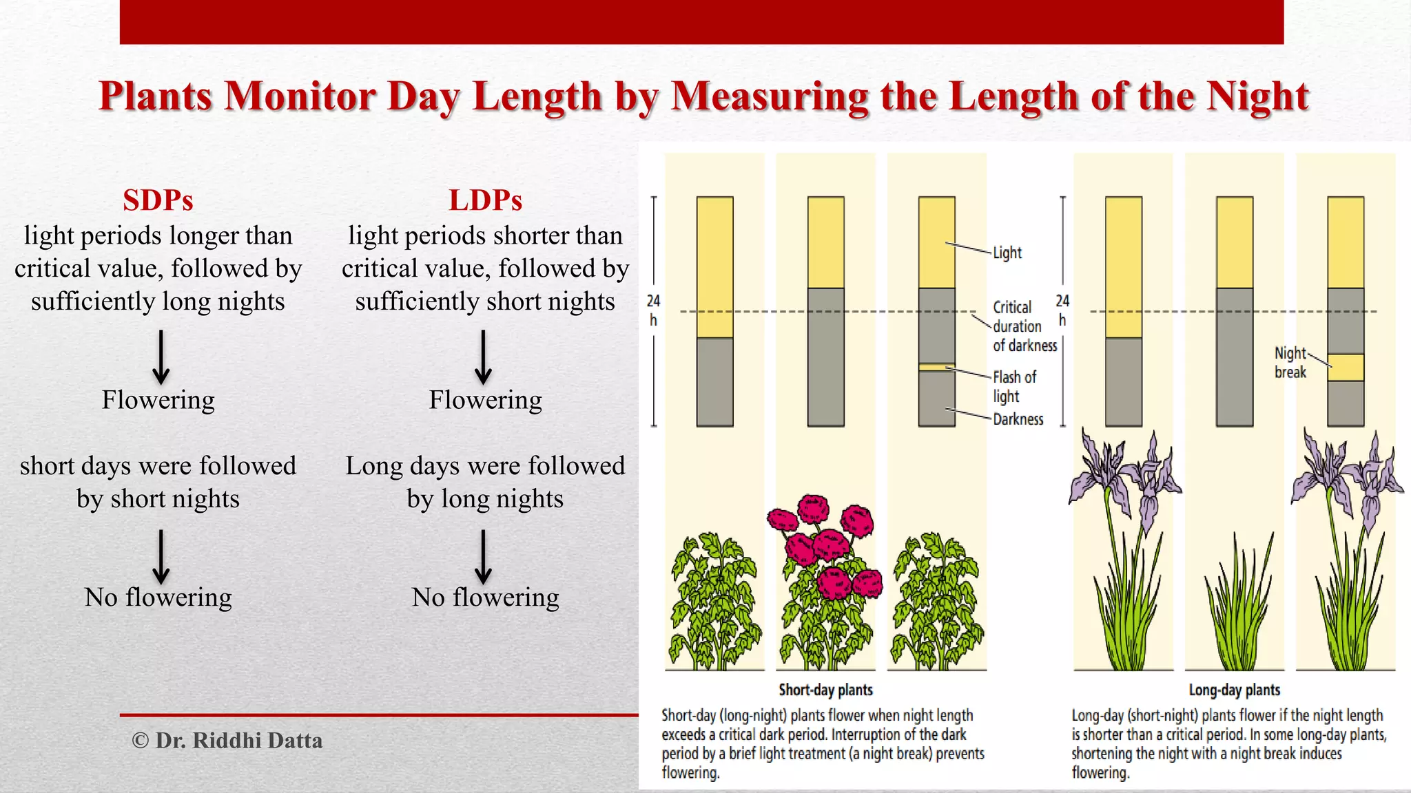 Regulation of Floral Development | PDF