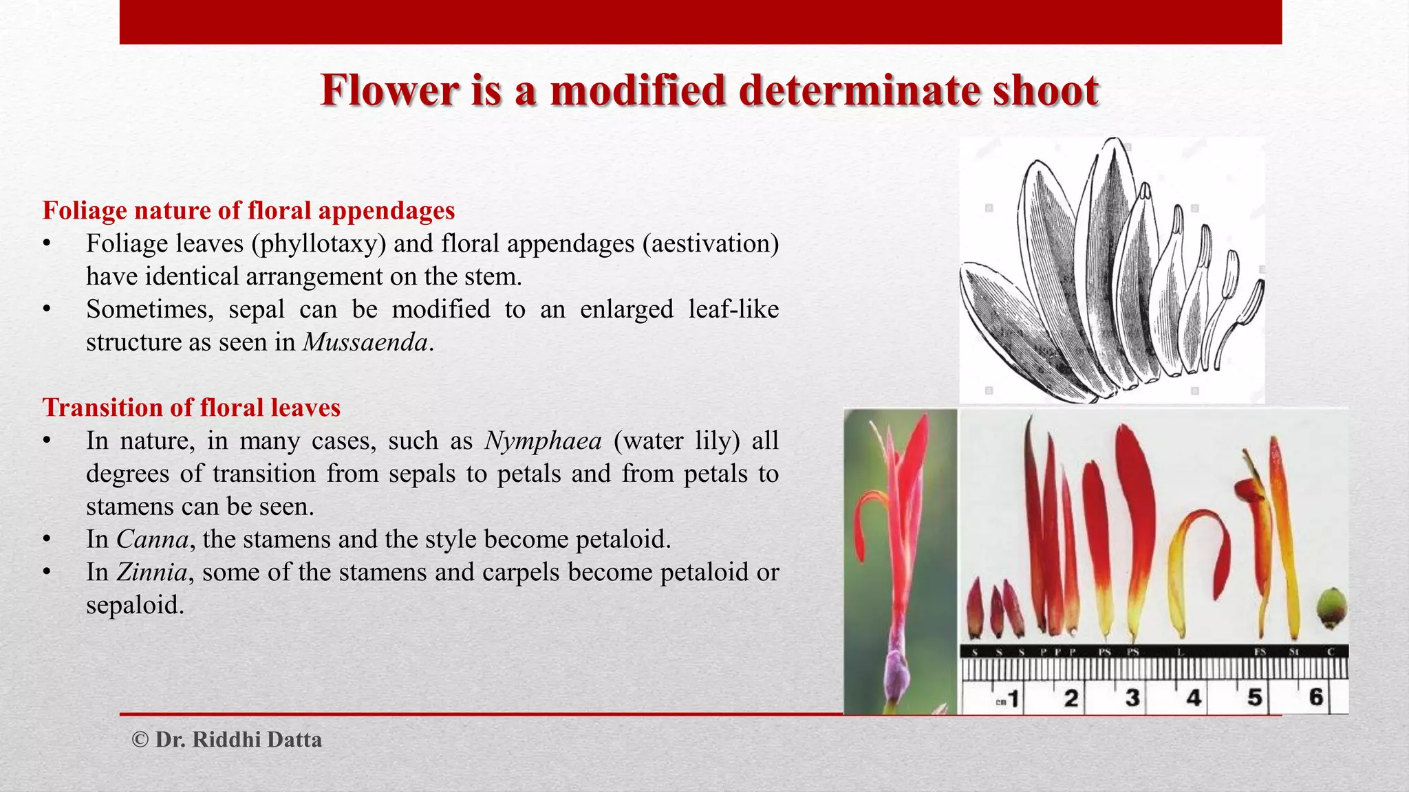 Regulation of Floral Development | PDF