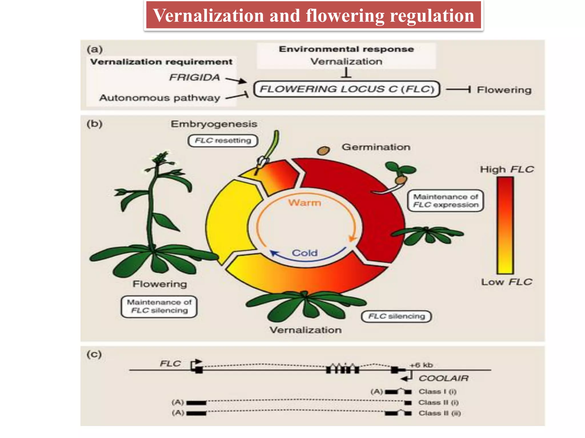 Flowering | PDF
