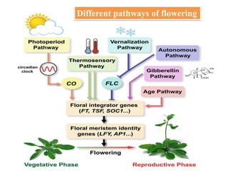 Flowering | PDF