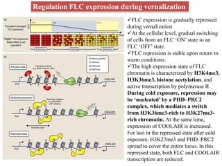 Flowering | PDF | Gardening | Home & Garden