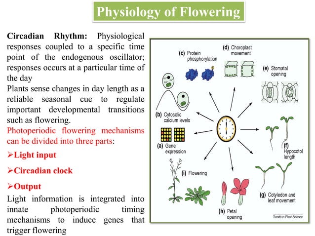 Flowering | PDF | Gardening | Home & Garden