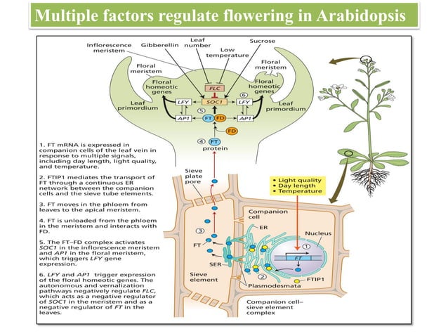 Flowering | PDF | Gardening | Home & Garden