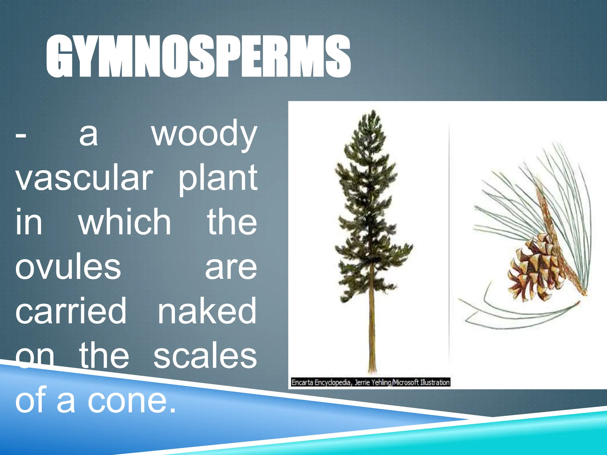 FLOWERING AND NON-FLOWERING PLANTS.pptxFLOWERING AND NON-FLOWERING ...
