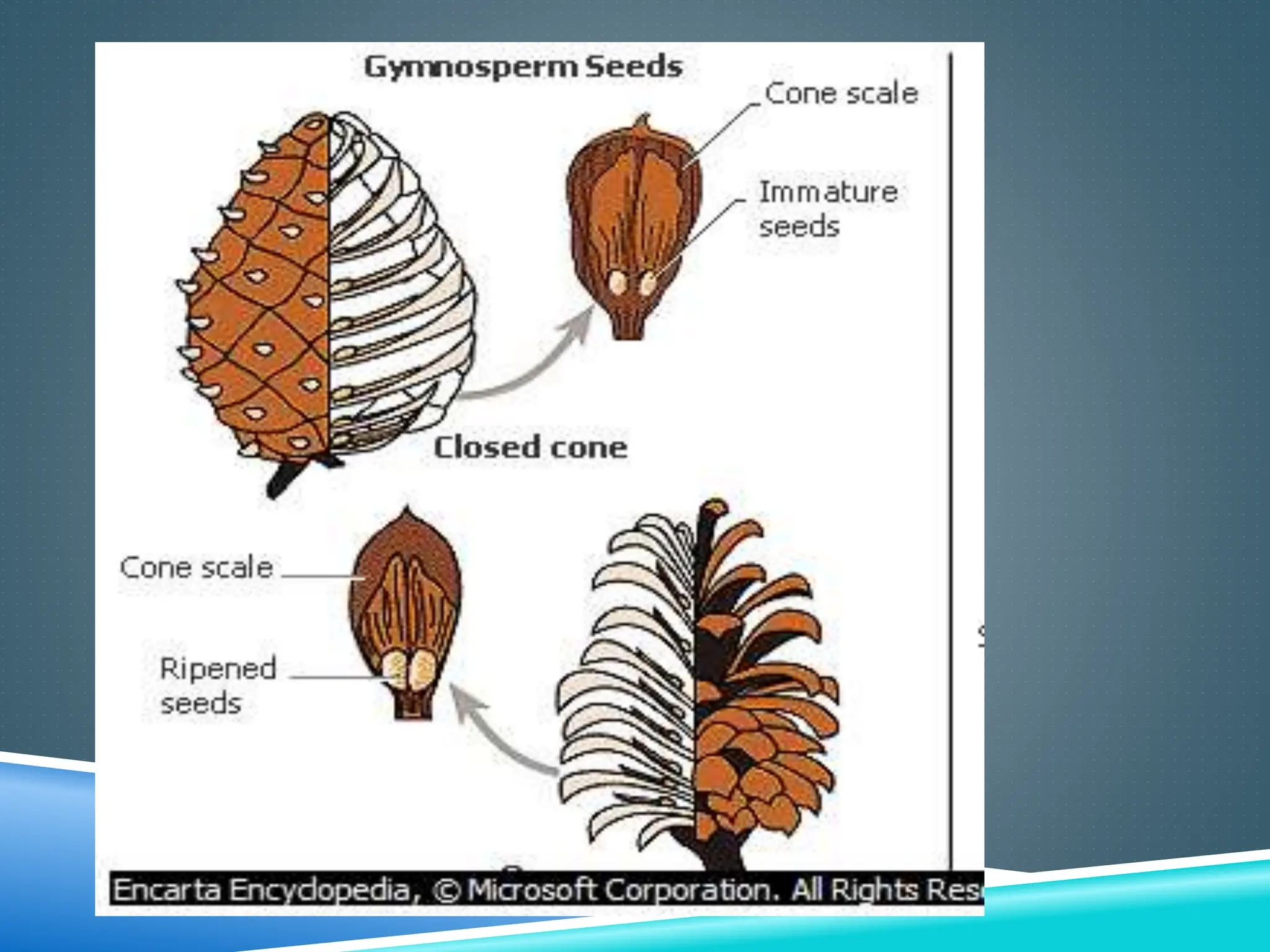 FLOWERING AND NON-FLOWERING PLANTS.pptxFLOWERING AND NON-FLOWERING ...
