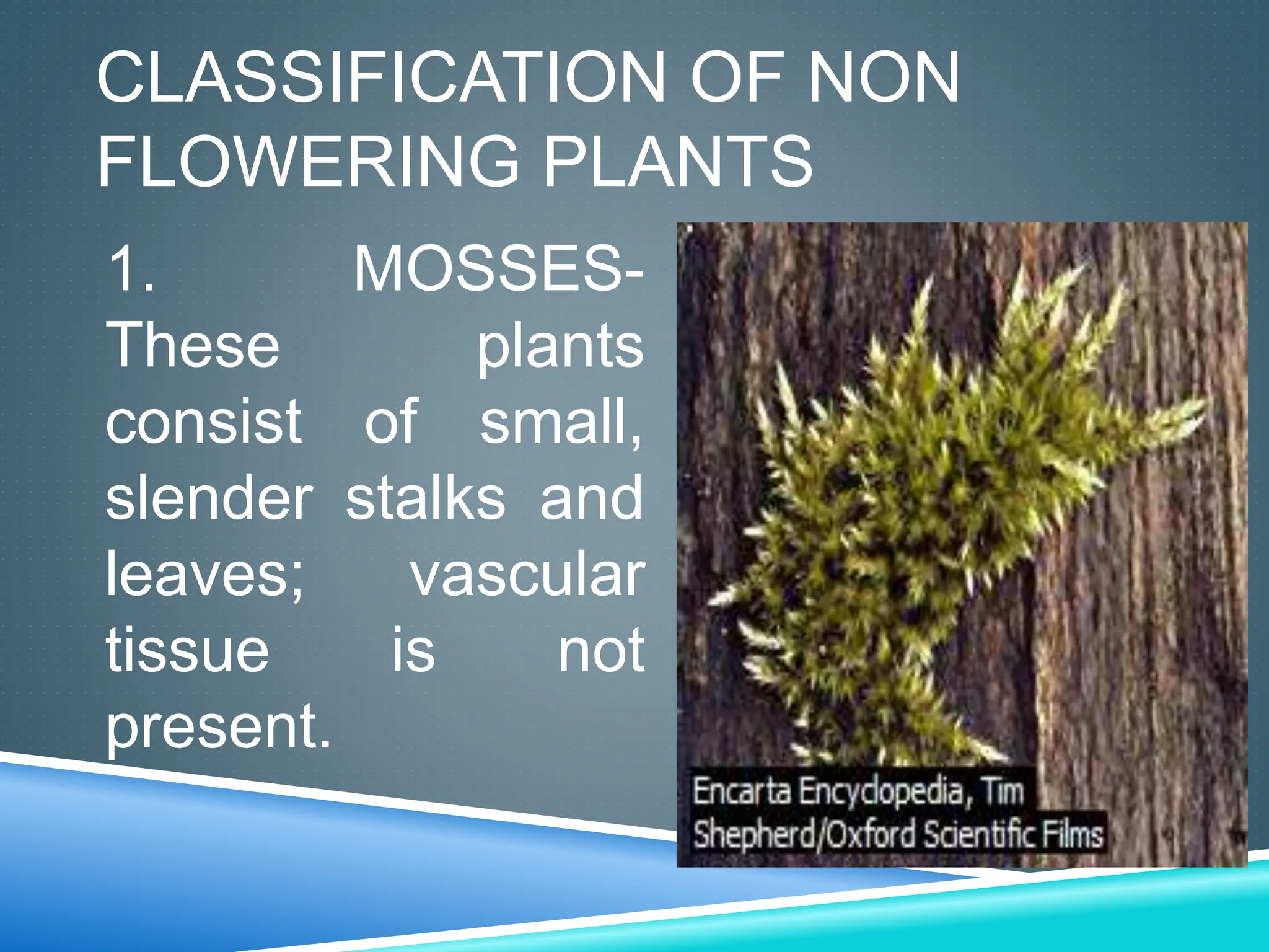 FLOWERING AND NON-FLOWERING PLANTS.pptxFLOWERING AND NON-FLOWERING ...
