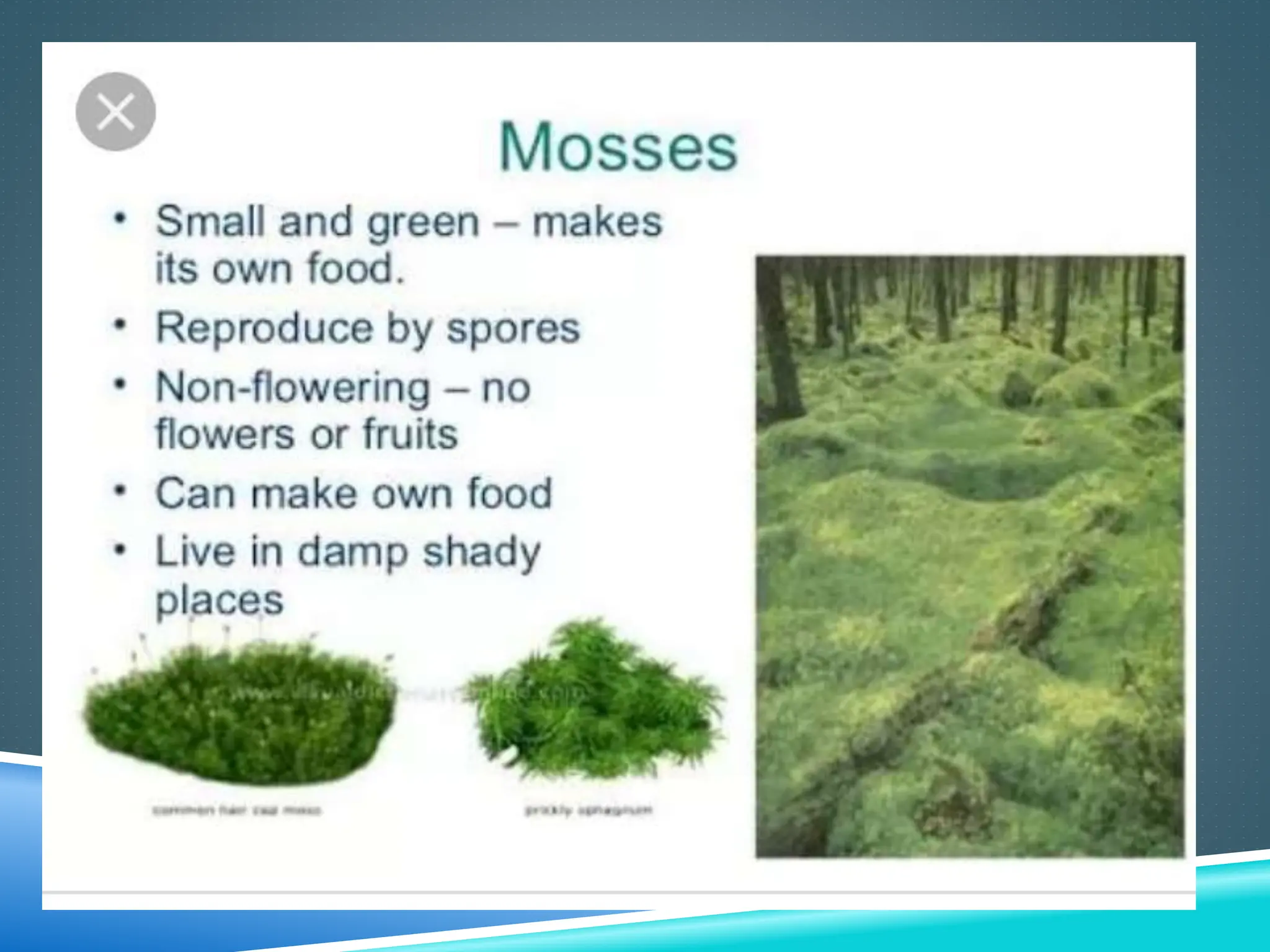 FLOWERING AND NON-FLOWERING PLANTS.pptxFLOWERING AND NON-FLOWERING ...