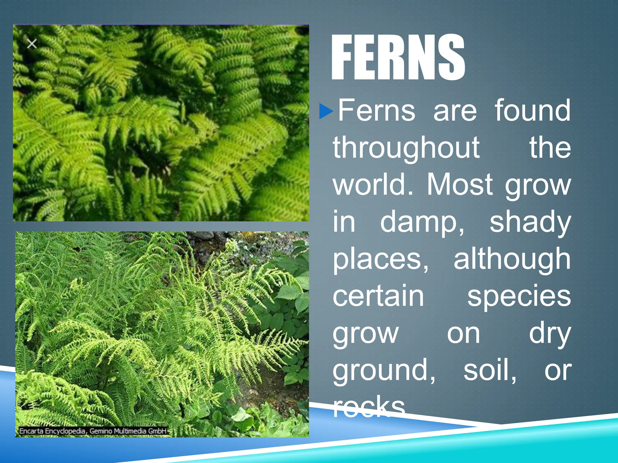 FLOWERING AND NON-FLOWERING PLANTS.pptxFLOWERING AND NON-FLOWERING ...