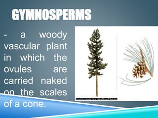FLOWERING AND NON-FLOWERING PLANTS.pptxFLOWERING AND NON-FLOWERING ...