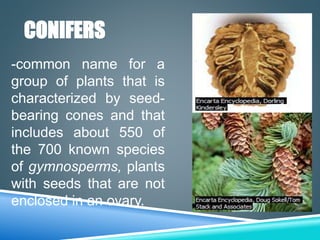 FLOWERING AND NON-FLOWERING PLANTS.pptxFLOWERING AND NON-FLOWERING ...