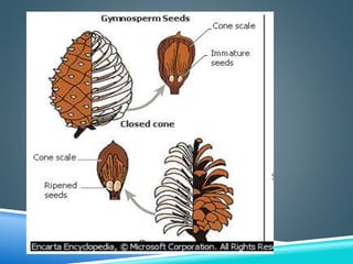 FLOWERING AND NON-FLOWERING PLANTS.pptxFLOWERING AND NON-FLOWERING ...