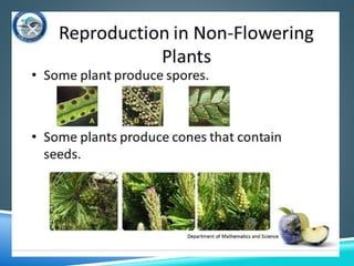 FLOWERING AND NON-FLOWERING PLANTS.pptxFLOWERING AND NON-FLOWERING ...