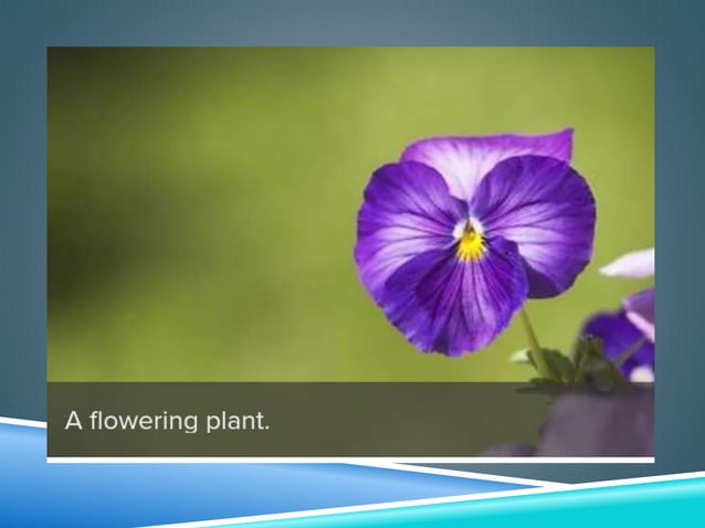 FLOWERING AND NON-FLOWERING PLANTS.pptxFLOWERING AND NON-FLOWERING ...
