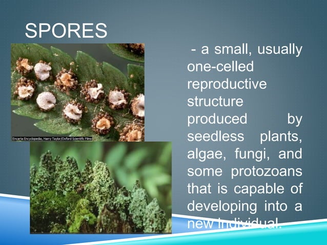 FLOWERING AND NON-FLOWERING PLANTS.pptxFLOWERING AND NON-FLOWERING ...