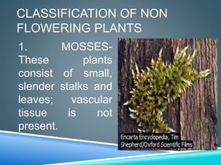 FLOWERING AND NON-FLOWERING PLANTS.pptxFLOWERING AND NON-FLOWERING ...