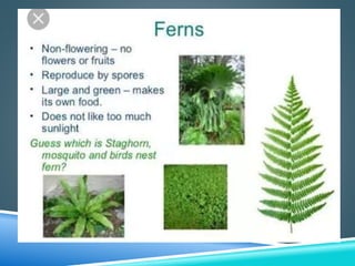 FLOWERING AND NON-FLOWERING PLANTS.pptxFLOWERING AND NON-FLOWERING ...