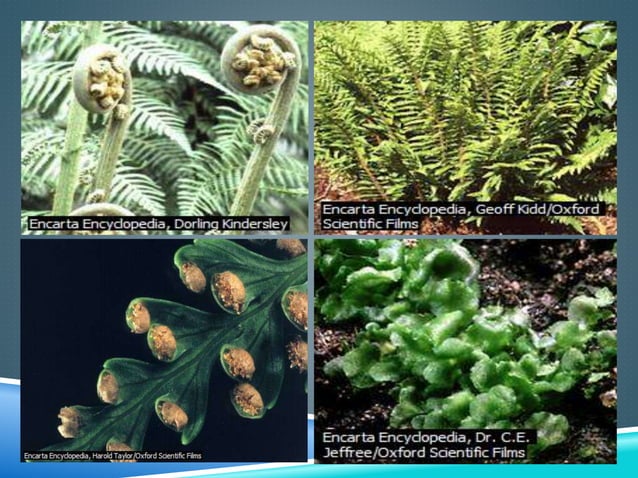 FLOWERING AND NON-FLOWERING PLANTS.pptxFLOWERING AND NON-FLOWERING ...