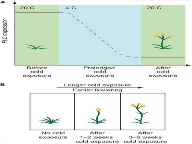 Flowering physiology 3