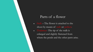 Flowering plant | PPTX